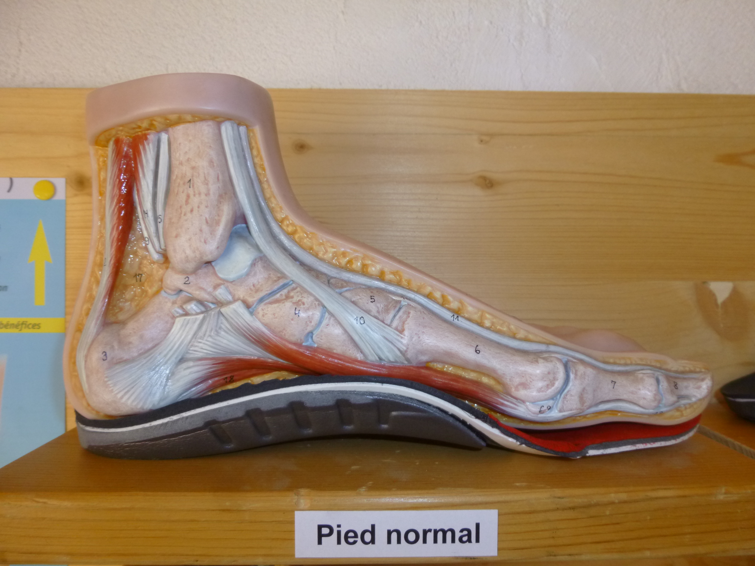 Le Guide du pied | Sportski Richermoz